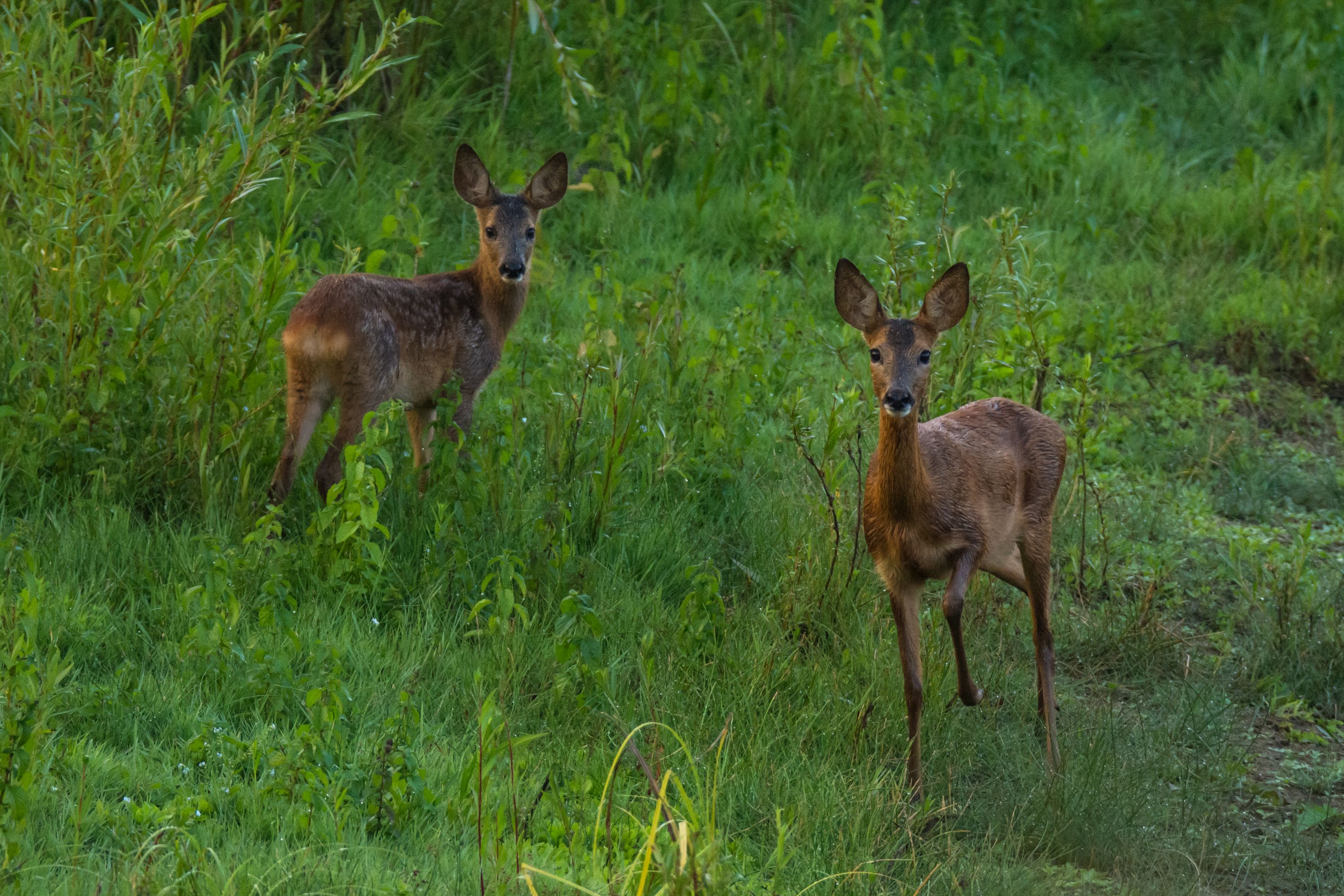 Wild Rotwild Damwild